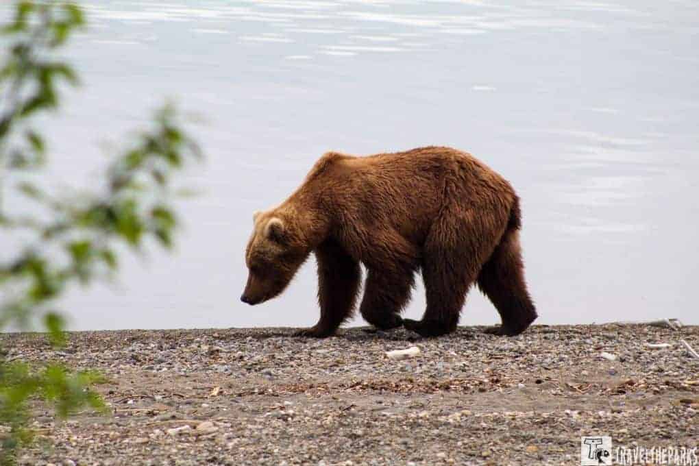 There's More Than a Bear Bonanza at Katmai National Park - Travel The Parks